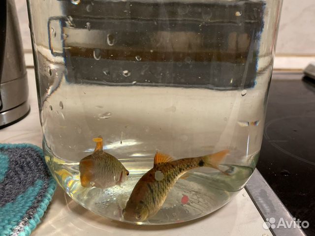 Барбус огненный рыбки