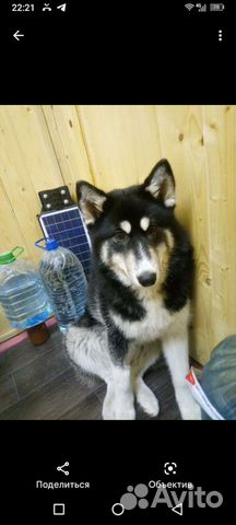 Щенки сибирской хаски