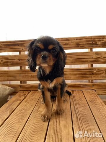 Кавалер кинг чарльз спаниель