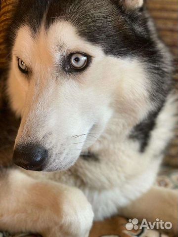 Сибирский хаски, мальчик, для вязки