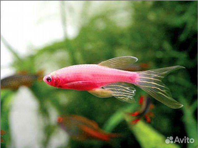 Аквариумные рыбки