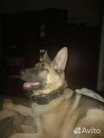 Щенок 5 месяцев,сучка