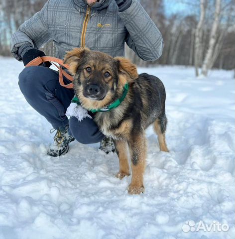 Погибнет от тоски в приюте щенок Данте