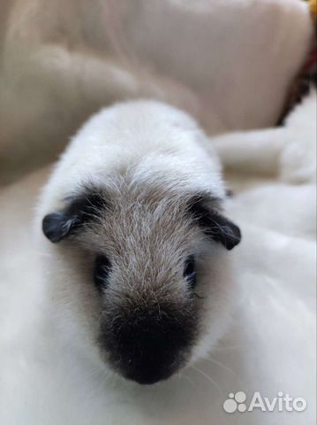 Морская свинка американский тедди вязка