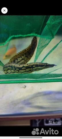 Мастоцембел