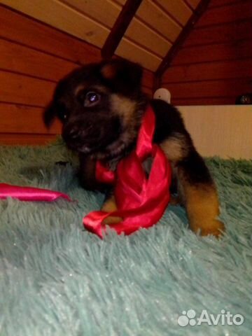 Щенки немецкой овчарки