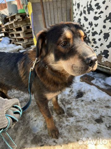 Помесь с чау чау