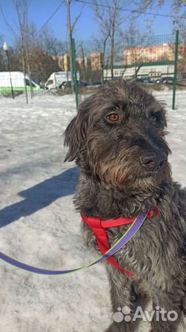 Собаке очень одиноко без семьи