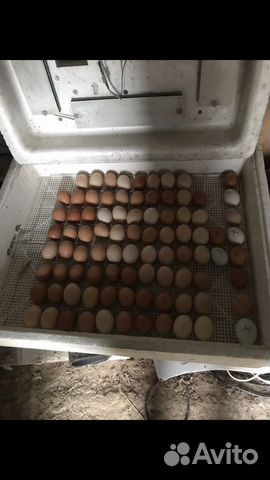 Инкубационное яйцо