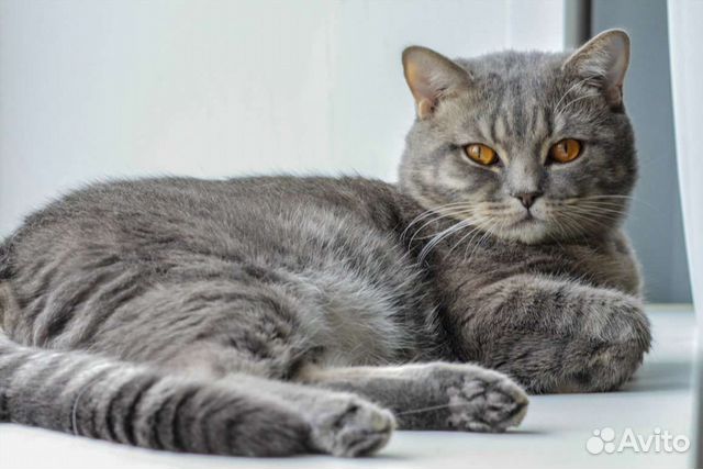 Кот Василий