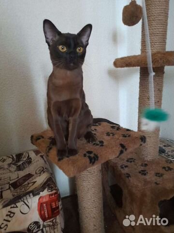 Бурманская вязка