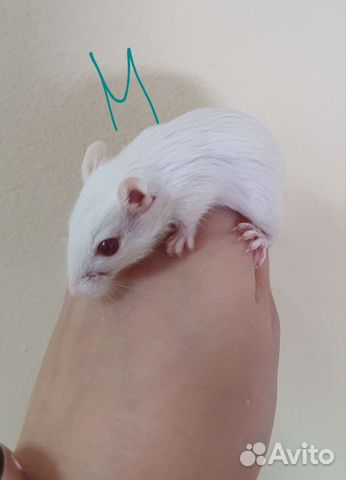 Монгольская песчанка