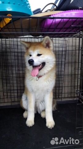 Акита ину, девочка