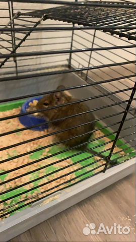 Чилийская белка дегу