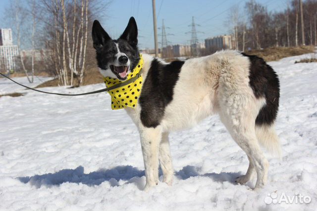 Собака - друг ищет человека