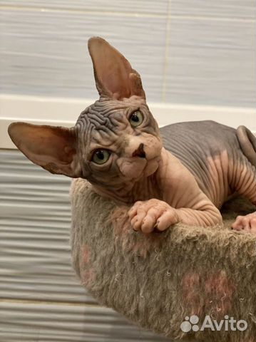 Очень красивый мальчик канадского сфинкса