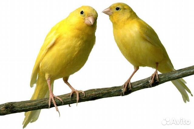 Канарейки