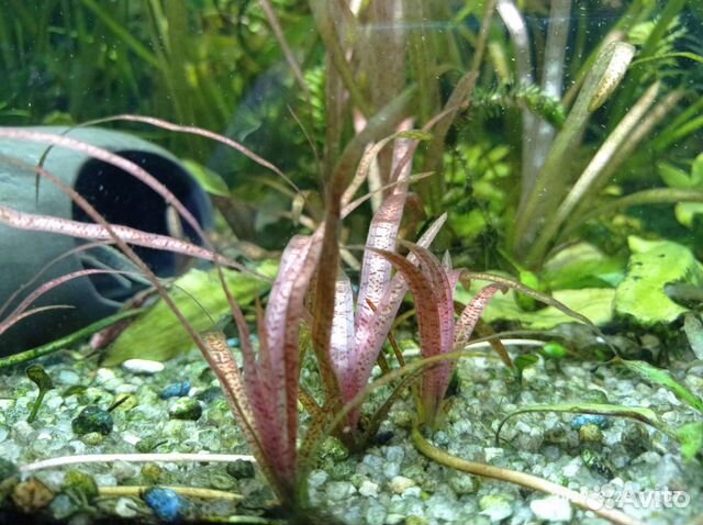 Валлиснерия тигровая