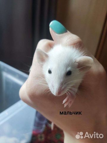 Крысята Дамбо
