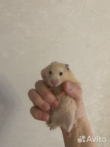 Хомячёк с клеткой