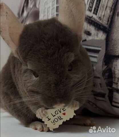 Шиншилла девочка вместе с клеткой