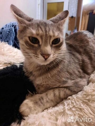Кошка в дар