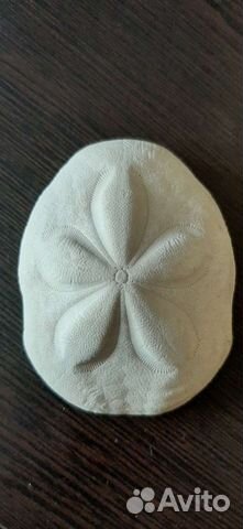 Тест морского ежа