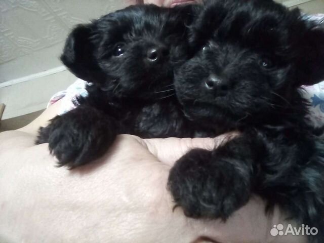 Щенки йорка