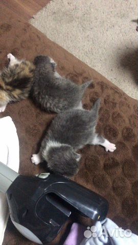 Кошка