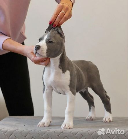 Голубые малышки шоу