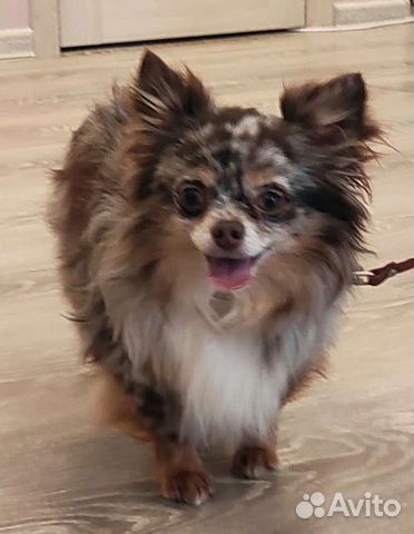 Вязка чихуахуа коричневый мерль