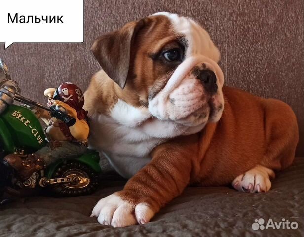 Элитные щенки английского бульдога