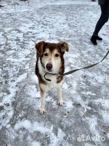 Собака Шейла ищет дом