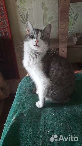 Котик кастрированный