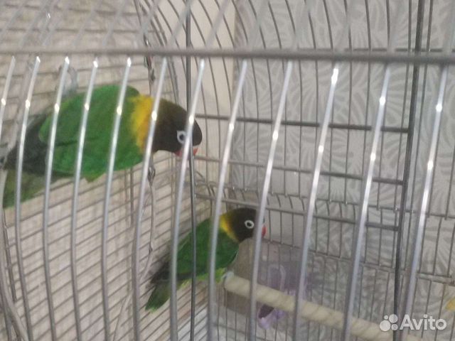 Попугай неразлучники ручные