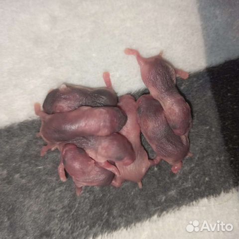 Джунгарский хомяк