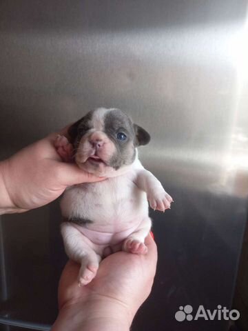 Французский бульдог mini