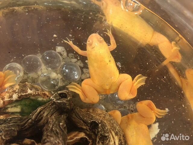 Лягушки даром в добрые руки