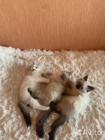 Невская маскарадная