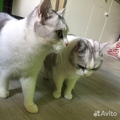 Коты бесплатно