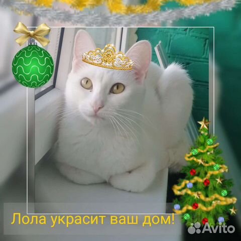 Красавица Лола