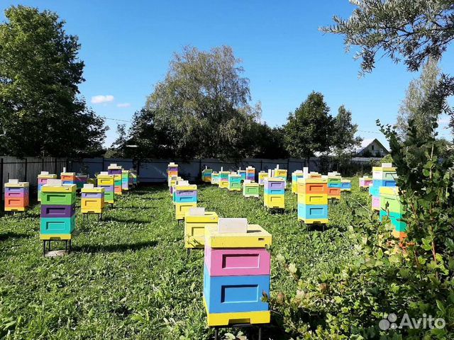 Пчелосемьи на 300 рамку Дадан