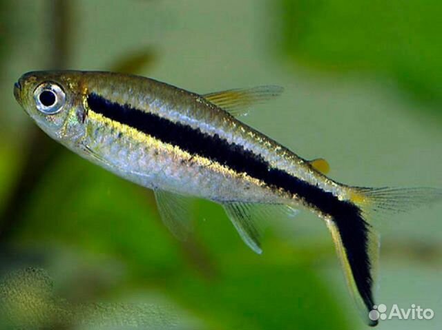 Обликва, черные неоны