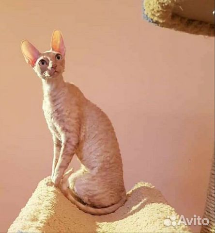 Корниш-рекс отдам