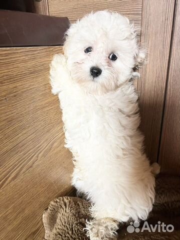 Мальтипу Ф1 мини