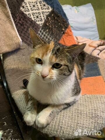 В добрые руки кошечка Лора 1 годик