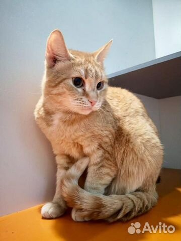 Рыжий котик Платоша(Тотоша)