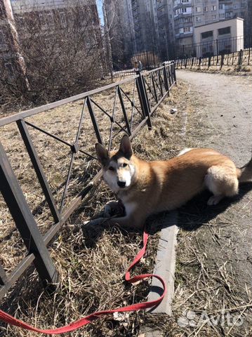 Лайка ищет свою семью