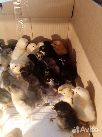 Цыплята суточные