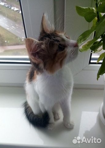 Кошка и котята в дар